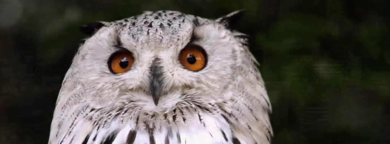 New study on night owl chronotype | Leverhulme Centre For Demographic ...